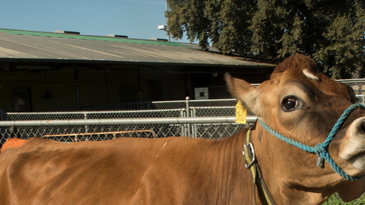Aggie Basics for First Years, Step 1 | College of Agricultural and ...