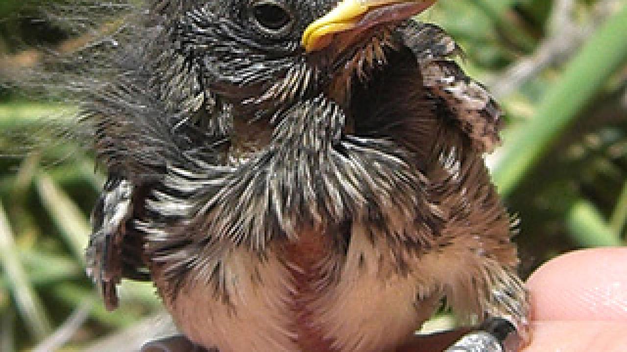 Age matters for song sparrows and climate change | College of ...