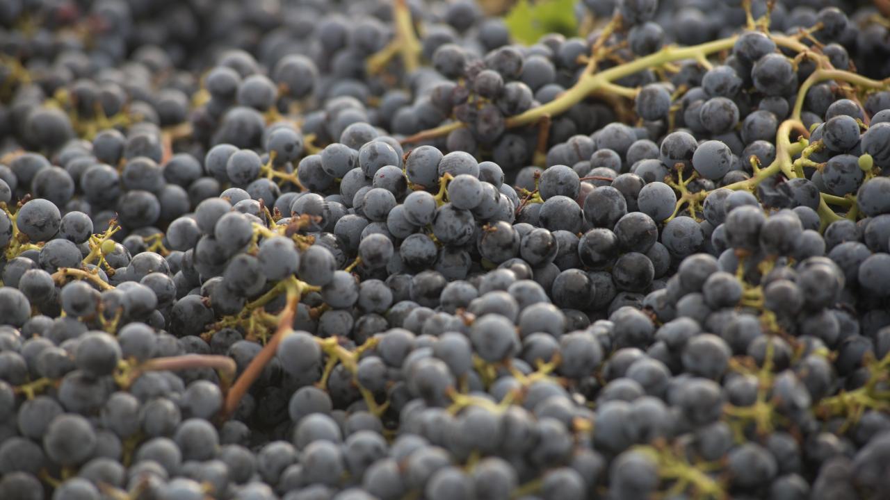 Cabernet Sauvignon’s Long Memory Revealed | College of Agricultural and ...