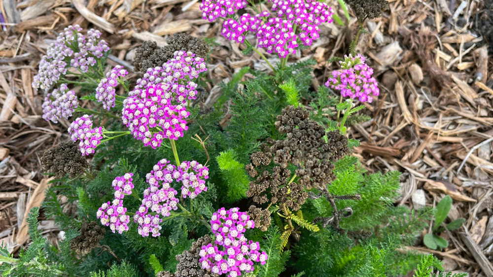UC Davis Landscape Architecture Students Redesign Vallejo Bus Stop ...